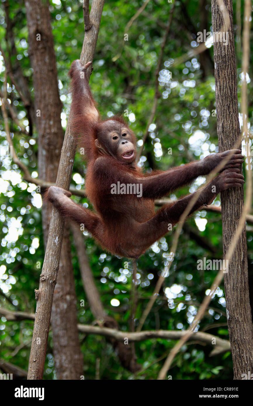 Orangutan (Pongo pygmaeus), half-grown young climbing tree, Sabah ...
