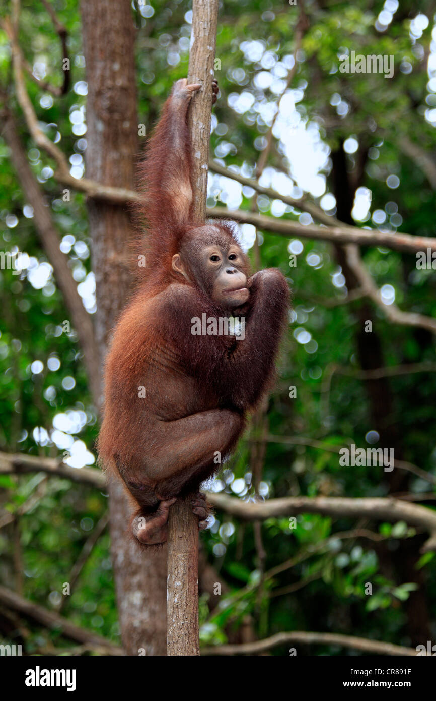 Orangutan (Pongo pygmaeus), half-grown young climbing tree, Sabah ...