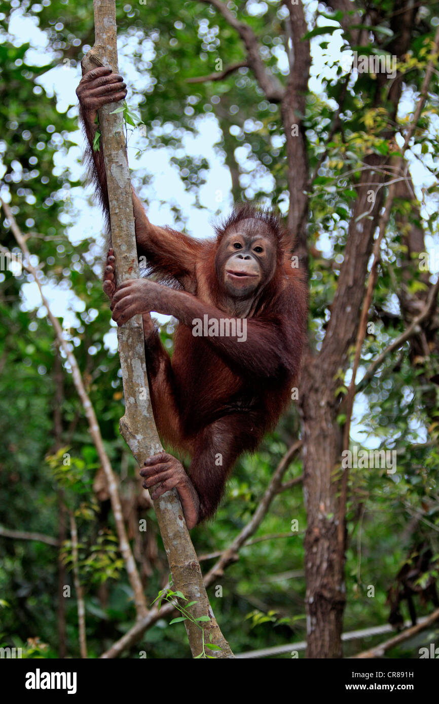 Orangutan (Pongo pygmaeus), half-grown young climbing tree, Sabah ...