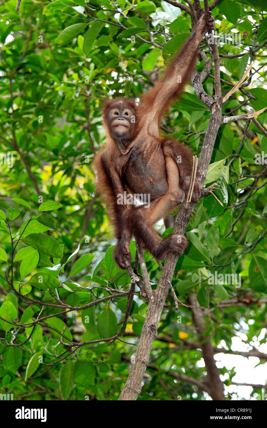 Orangutan (Pongo pygmaeus), half-grown young climbing tree, Sabah ...
