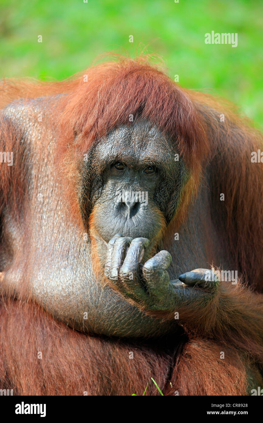 Orangutan pongo pygmaeus female portrait hi-res stock photography and ...