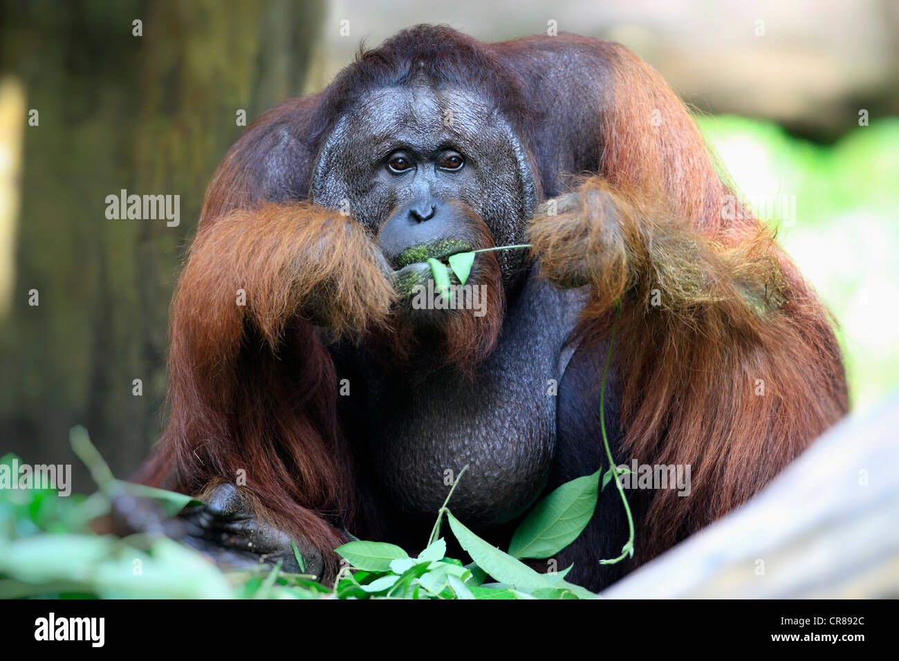 Pongo pygmaeus eat hi-res stock photography and images - Alamy
