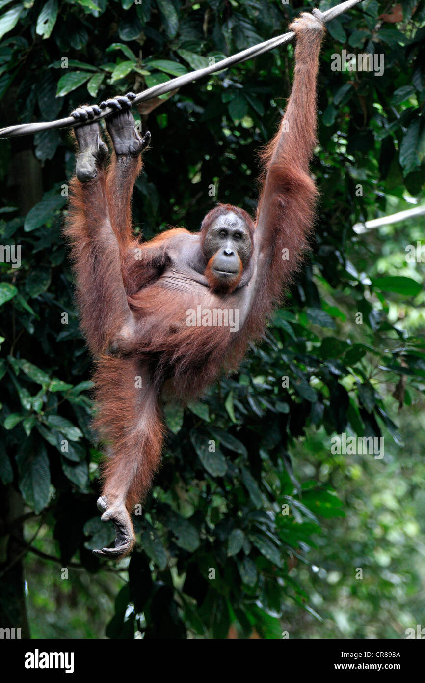 Bornean orangutan (Pongo pygmaeus), adult, female, on a liana, Sepilok ...