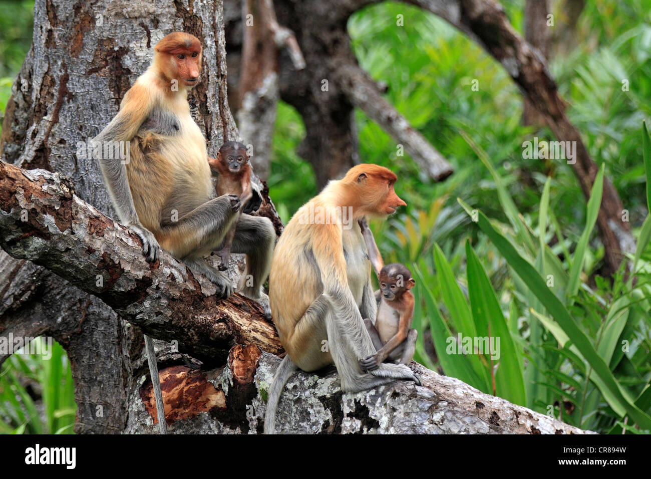 Proboscis Monkeys or Long-nosed monkeys (Nasalis larvatus), group on ...