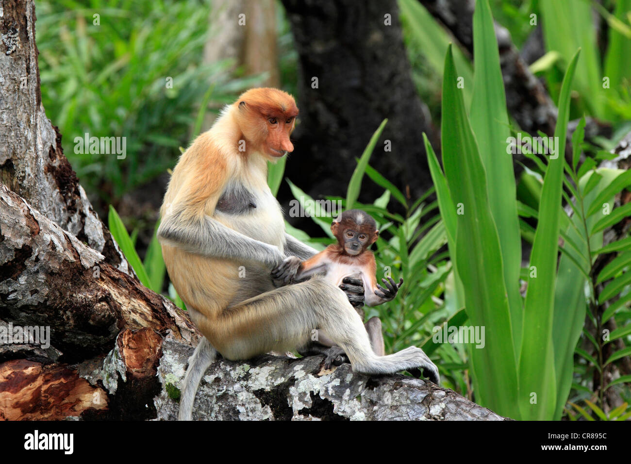 Proboscis Monkey or Long-nosed monkey (Nasalis larvatus), mother with ...