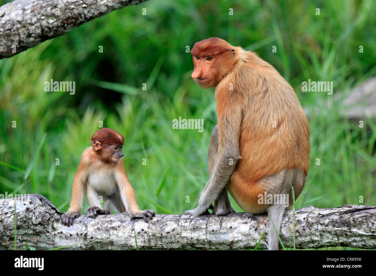 Proboscis Monkey Nest