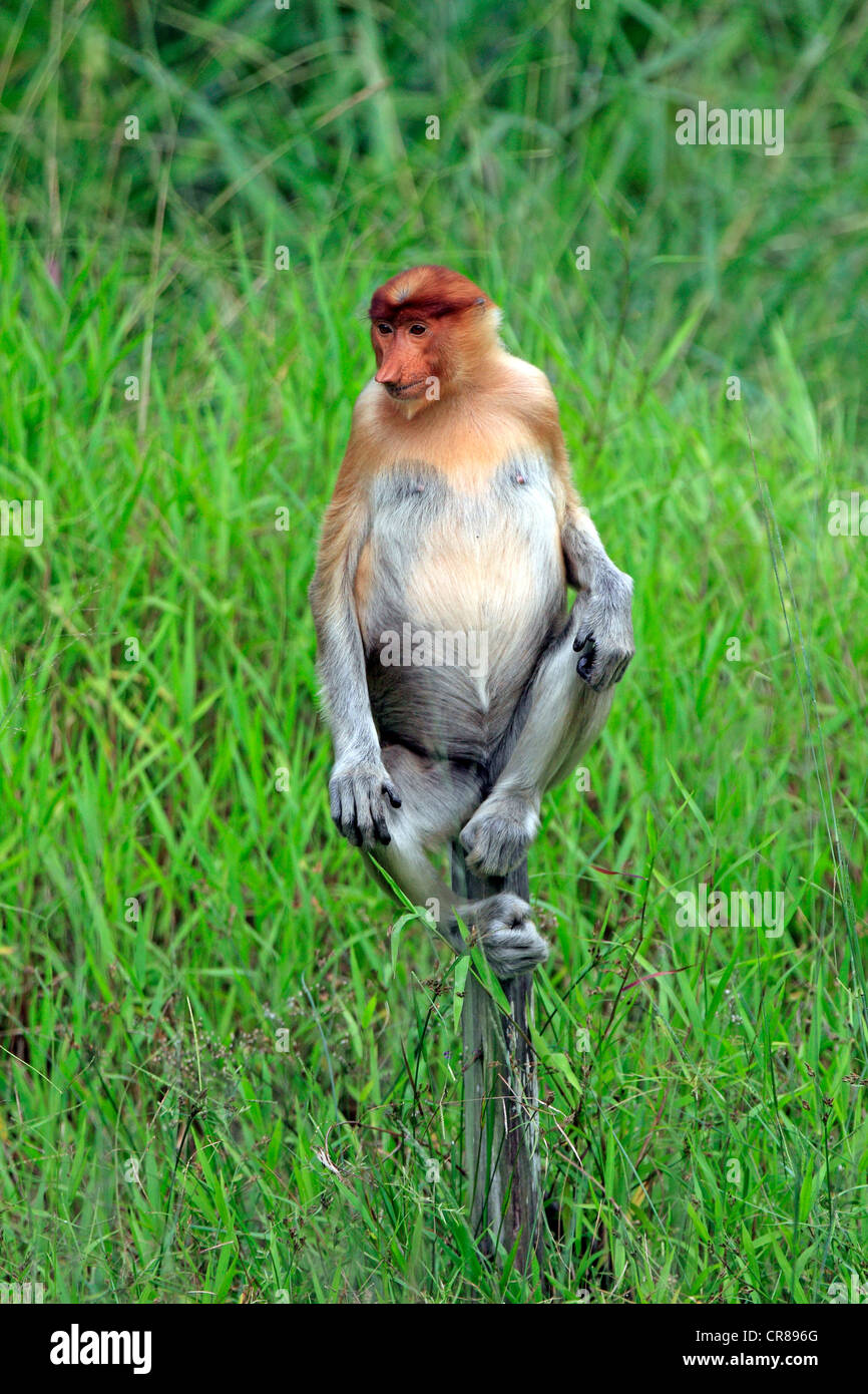 Monkey on pole hi-res stock photography and images - Alamy