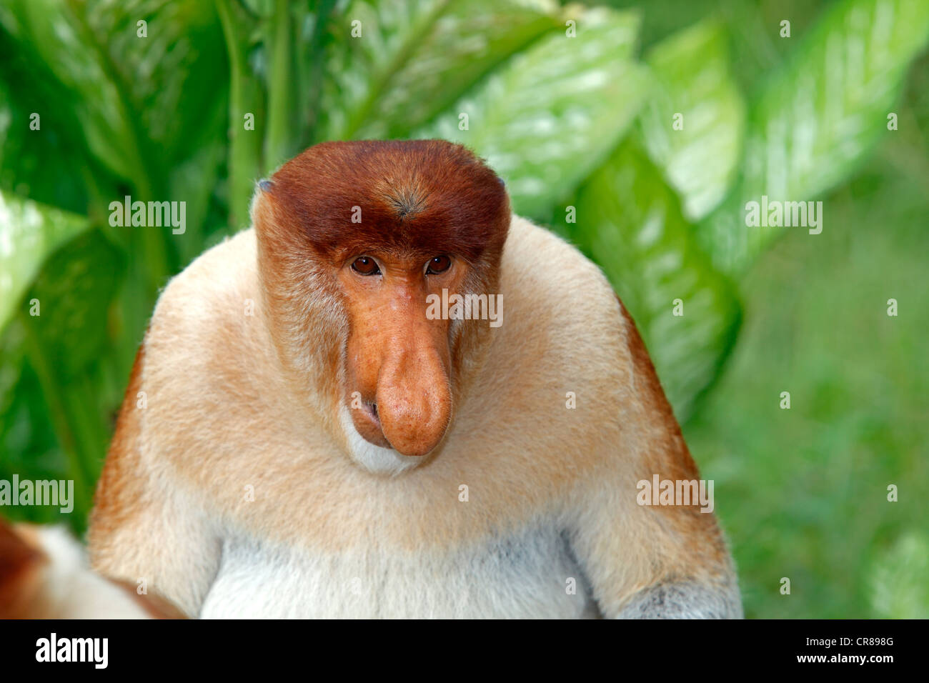 Proboscis Monkey or Long-nosed monkey (Nasalis larvatus), male ...