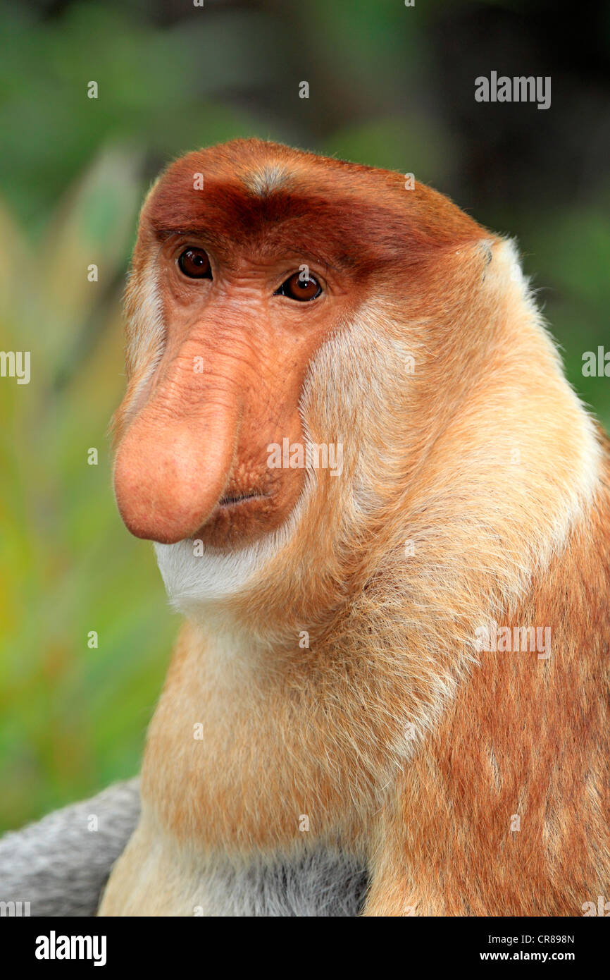 Proboscis Monkey or Long-nosed monkey (Nasalis larvatus), male ...