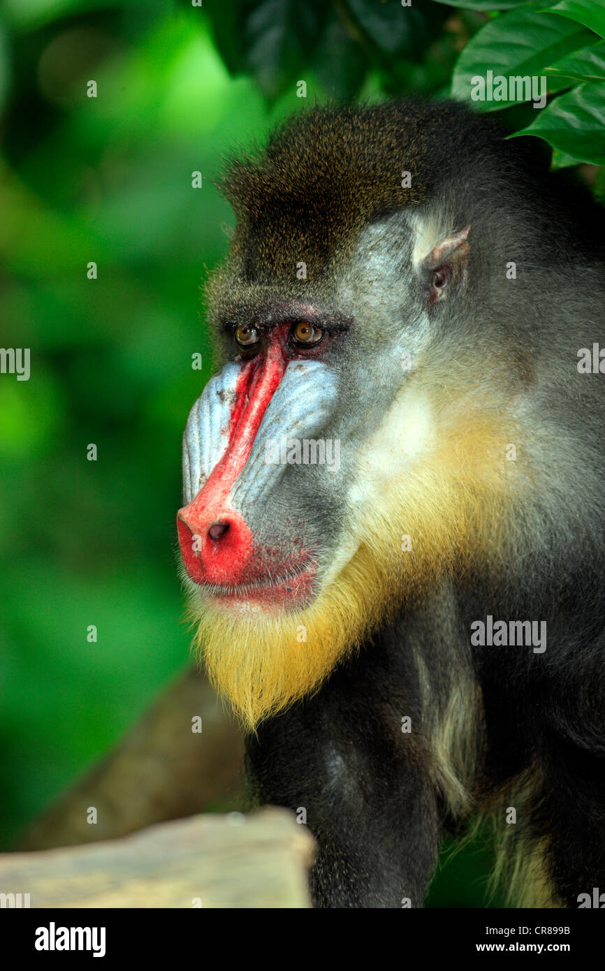 Mandrillus sphinx hi-res stock photography and images - Alamy