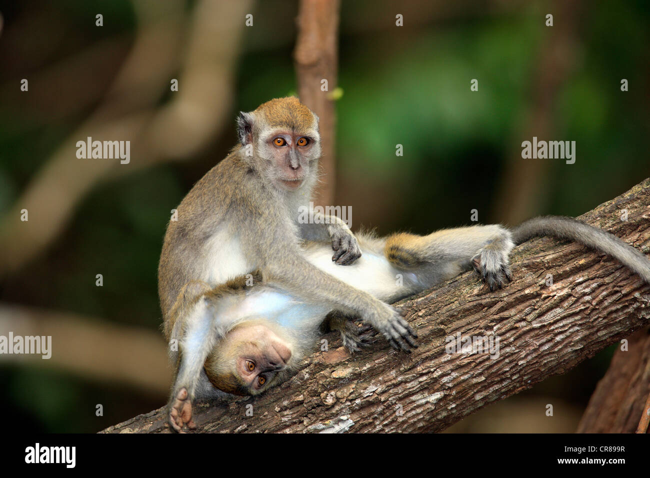 Two long-tailed macaques (Macaca fascicularis), grooming, social ...