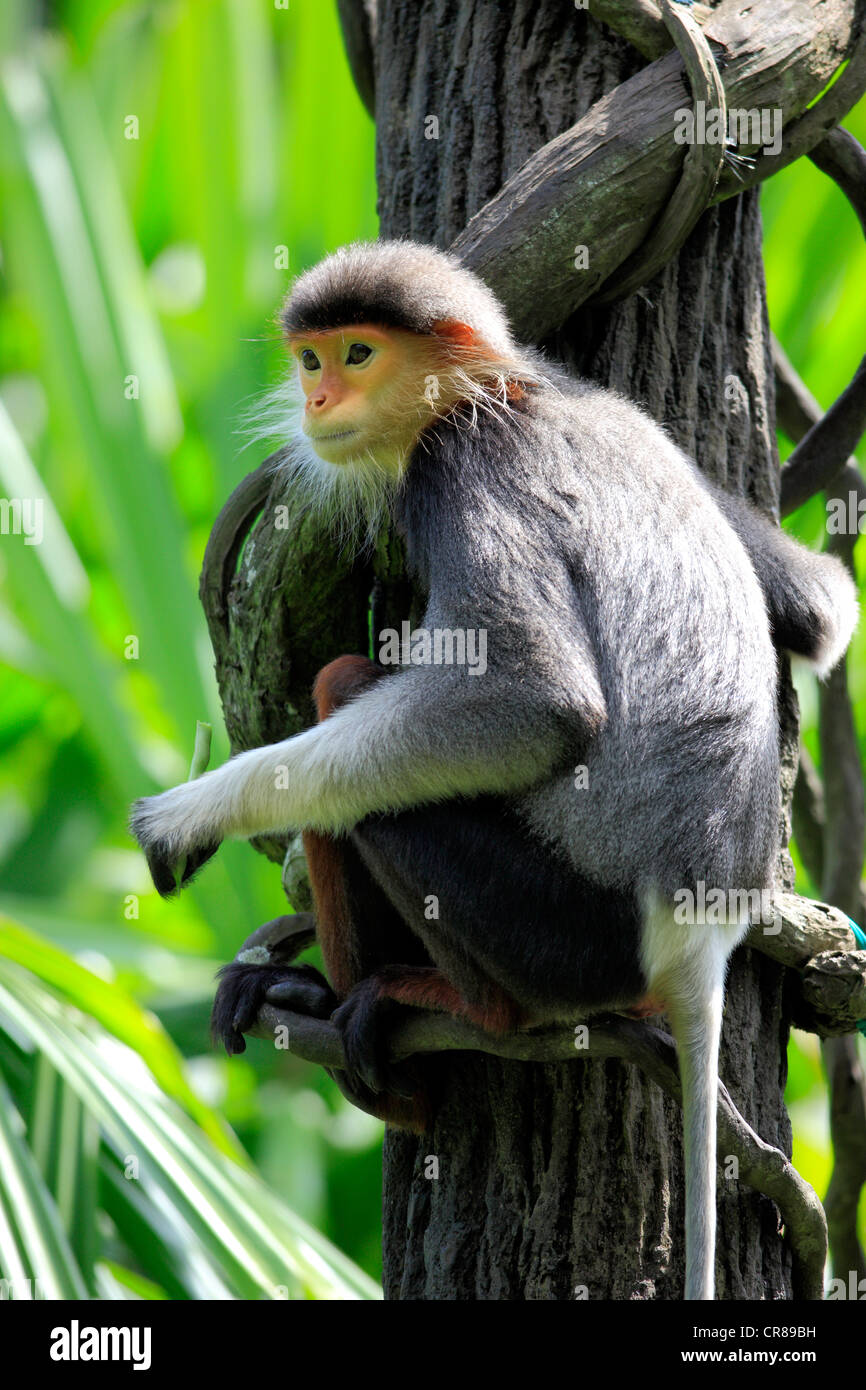 Red-shanked douc (Pygathrix nemaeus), on tree, Singapore, Asia Stock ...