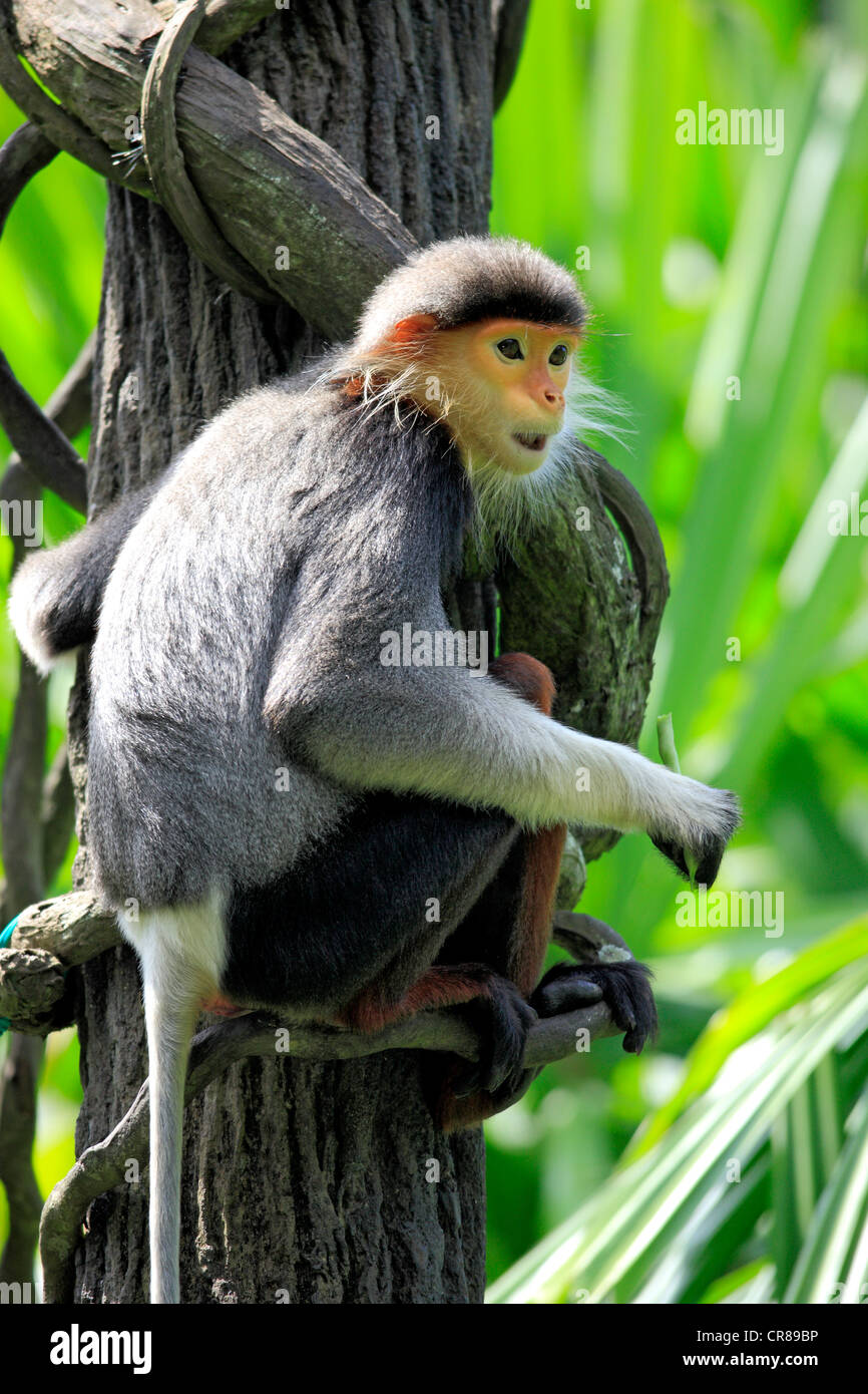 Red-shanked douc (Pygathrix nemaeus), on tree, Singapore, Asia Stock ...