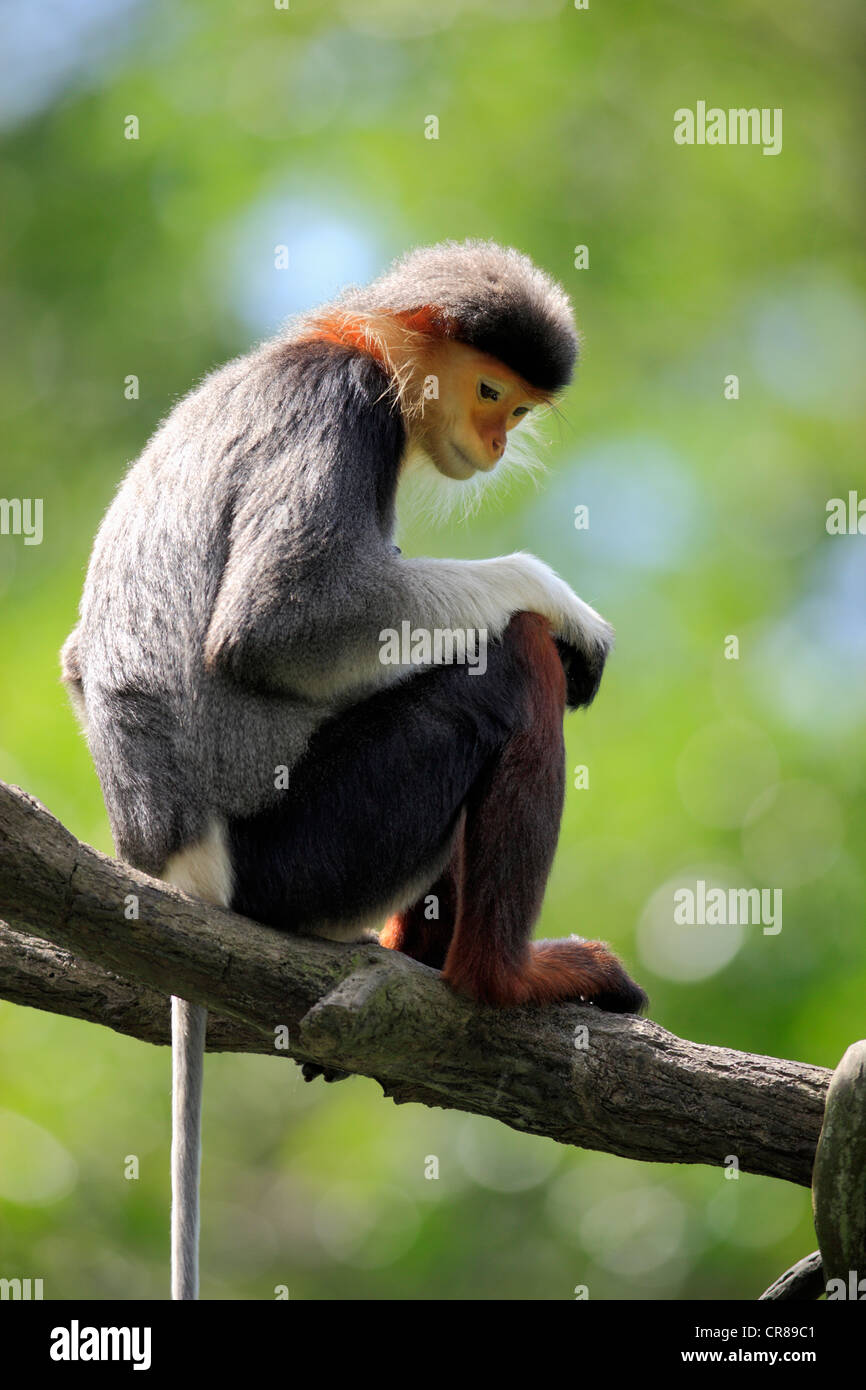 Red-shanked douc (Pygathrix nemaeus), on tree, Singapore, Asia Stock ...
