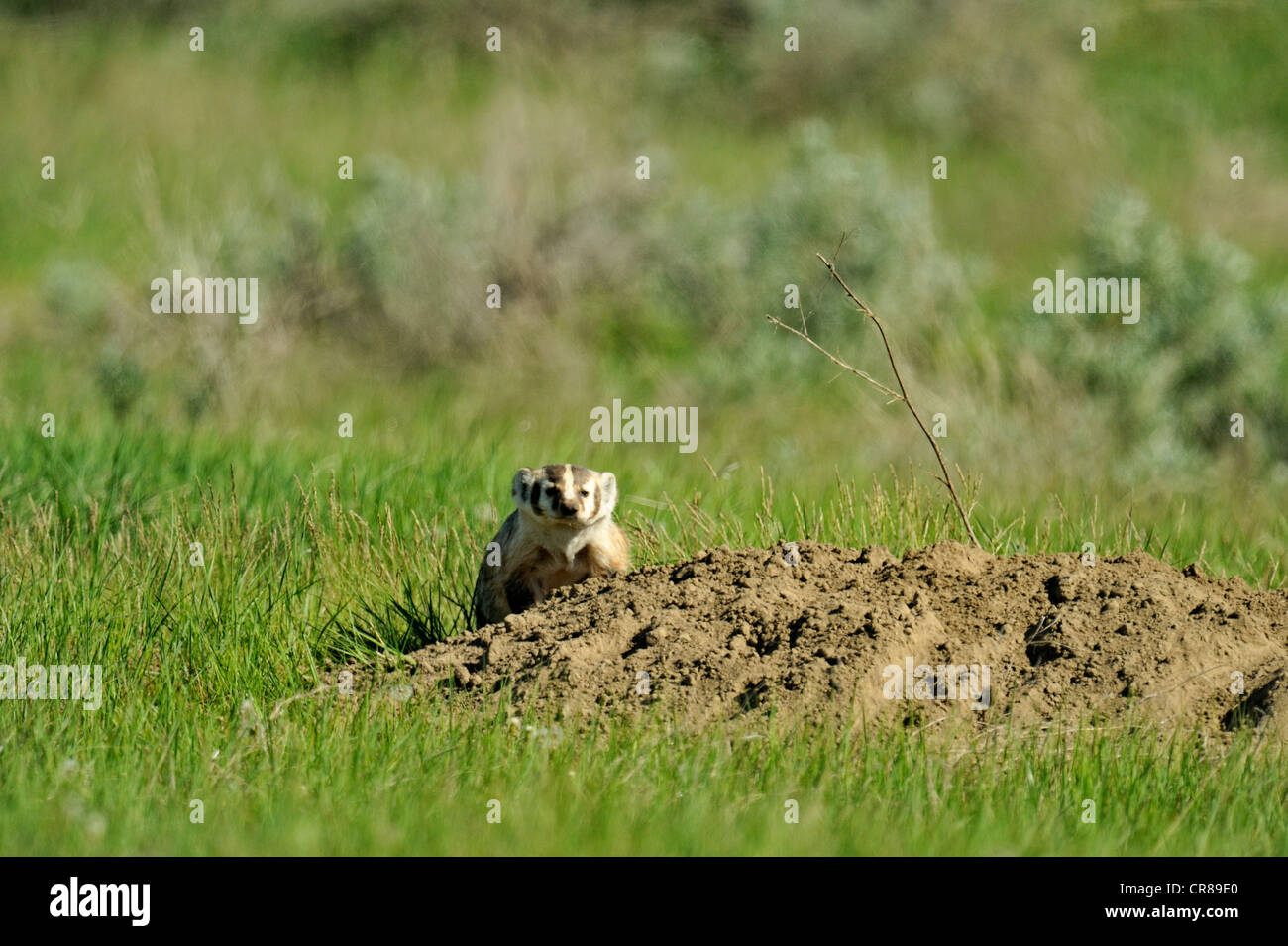 American badger (Taxidea taxus) Individual near den Theodore Roosevelt ...