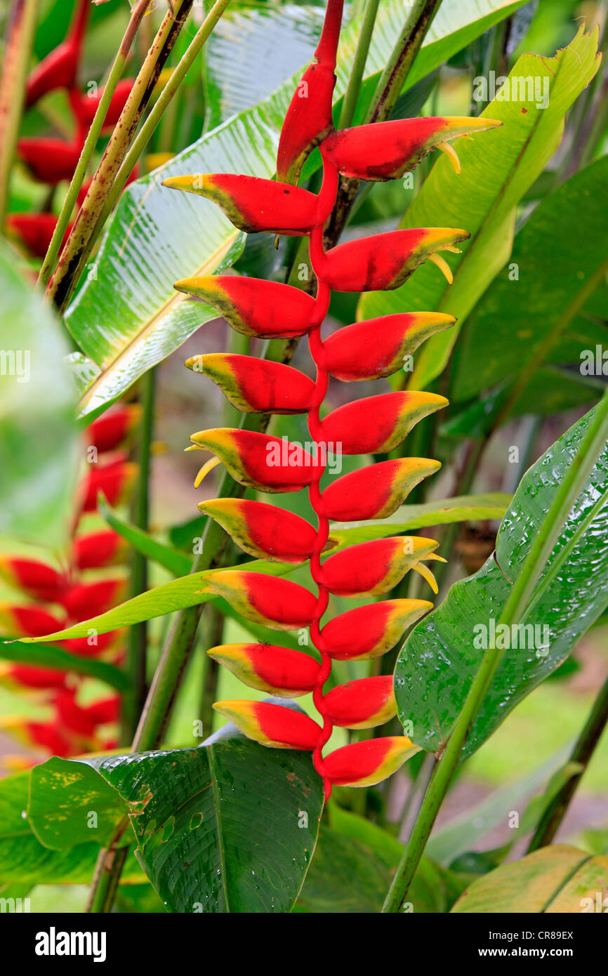 Heliconia (Heliconia psittacorum), flower, Kota Kinabalu, Sabah ...