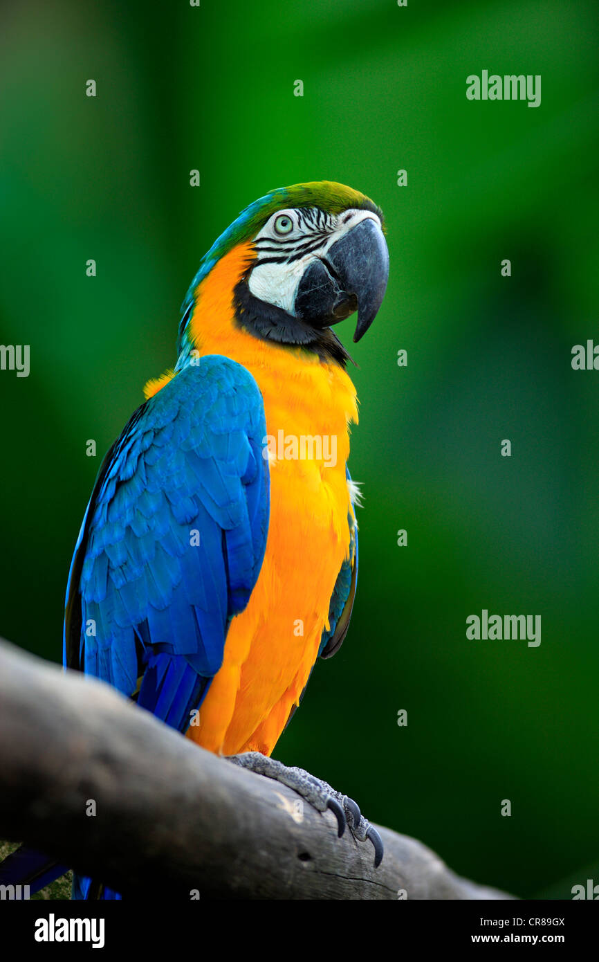 Blue-and-yellow Macaw (Ara ararauna), Singapore, Southeast Asia Stock ...