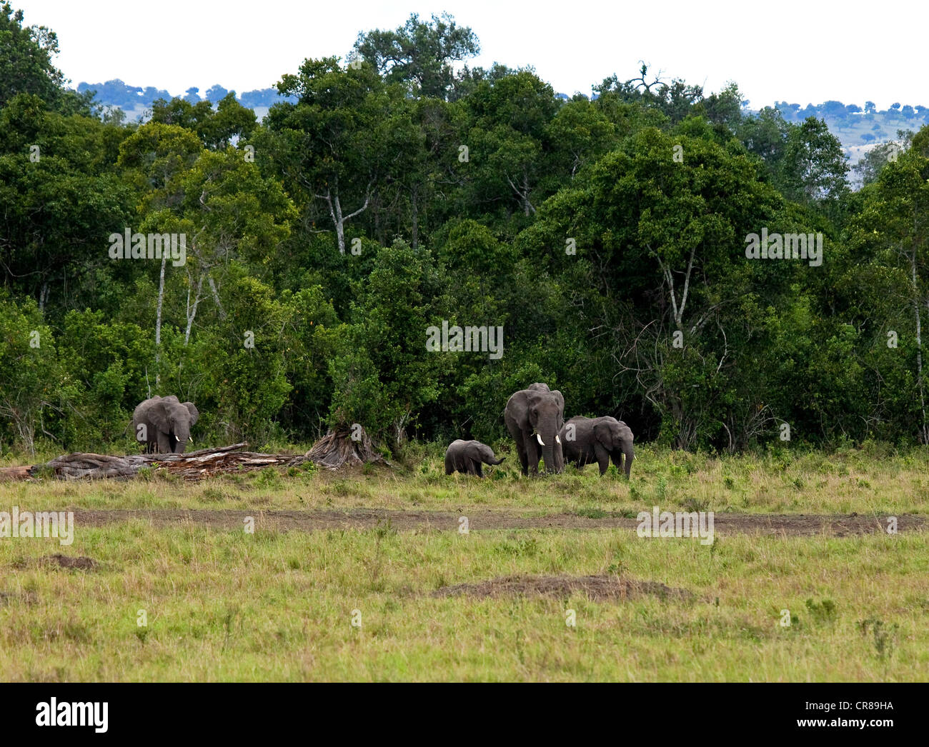 Elephant family group Stock Photo - Alamy