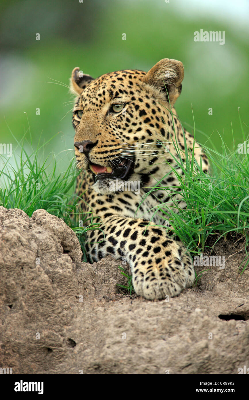 Leopard game hi-res stock photography and images - Alamy