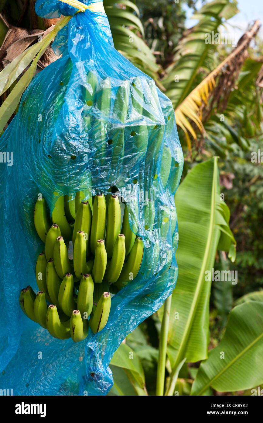 Martinique banana plantation hi-res stock photography and images - Alamy