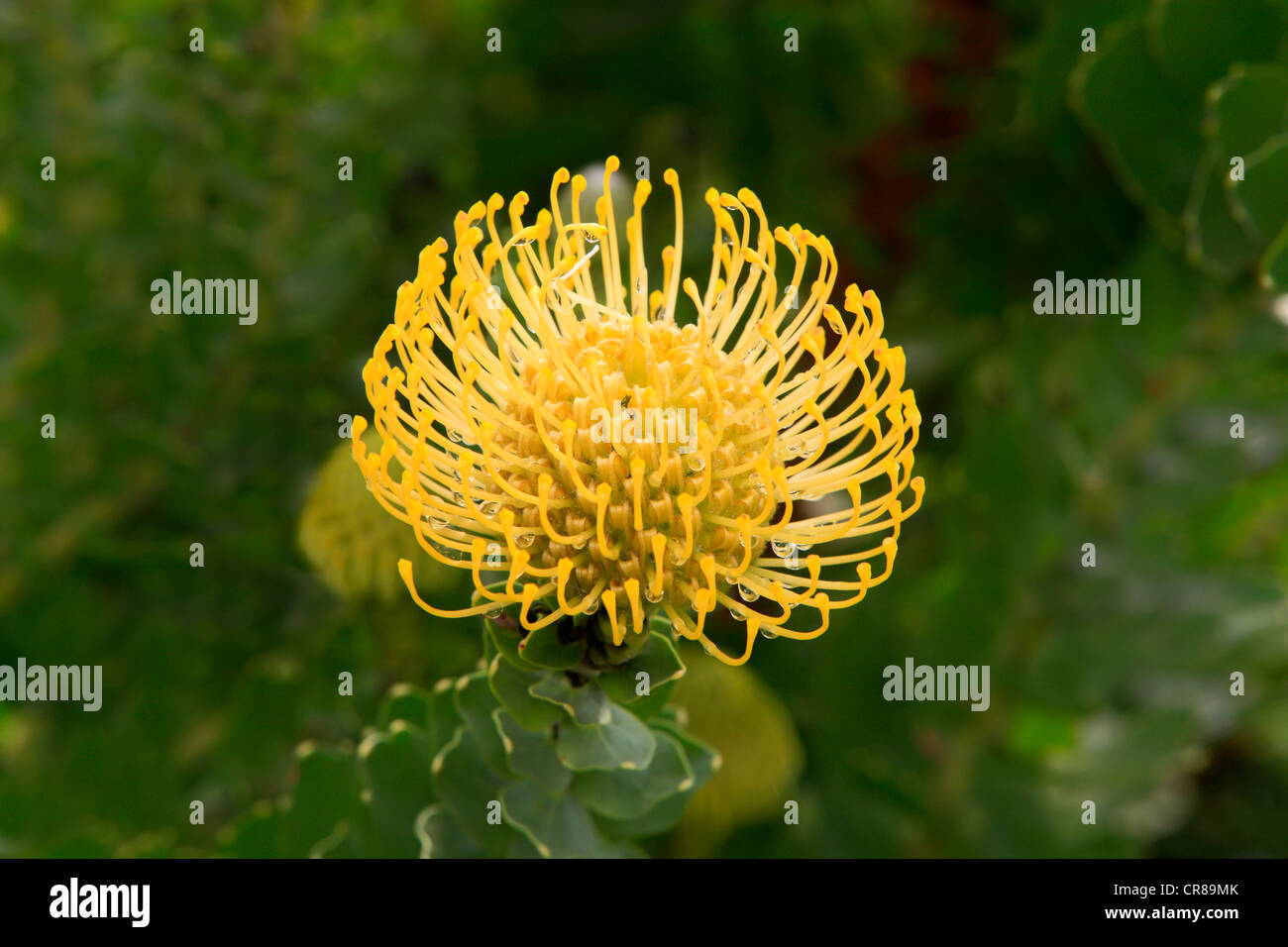 Pincushion Protea (Leucospermum sp.), flower, Kirstenbosch Botanical ...