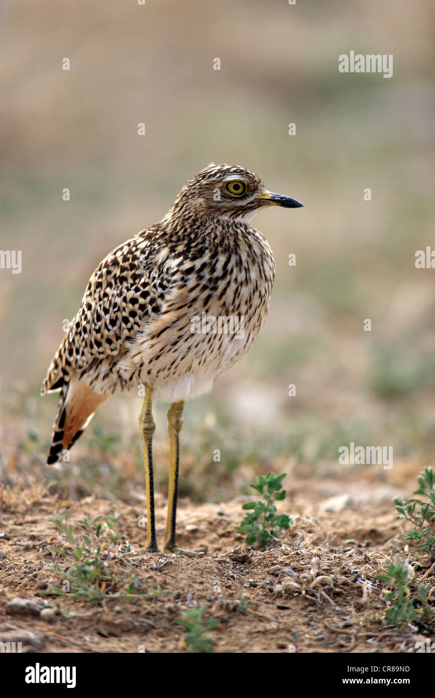 Spotted Thick-knee, Spotted Dikkop or Cape Thick-knee (Burhinus ...