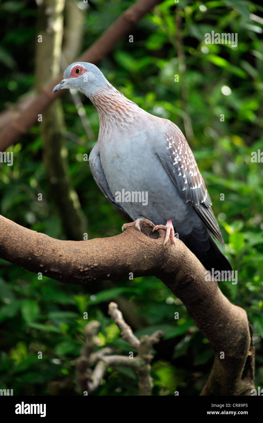 Rock pigeon hi-res stock photography and images - Alamy
