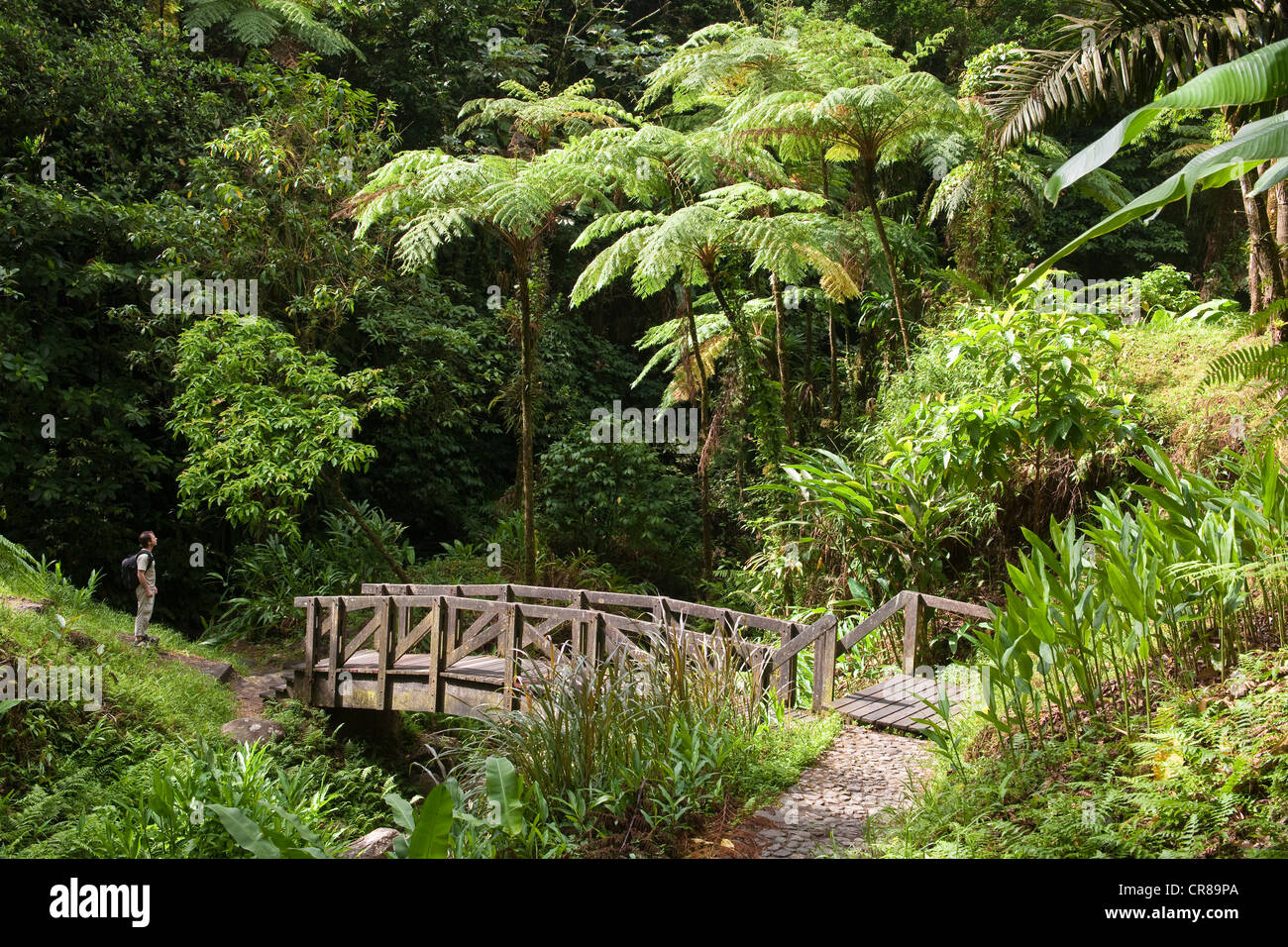 France Martinique French West Indies Regional Nature Park forested ...
