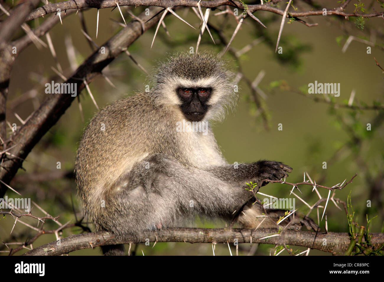 Cercopithecus aethiops hi-res stock photography and images - Alamy