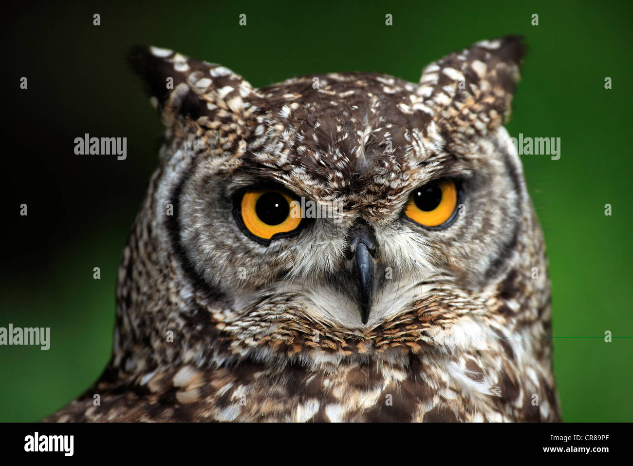 Spotted Eagle-owl (Bubo africanus), portrait, South Africa, Africa ...