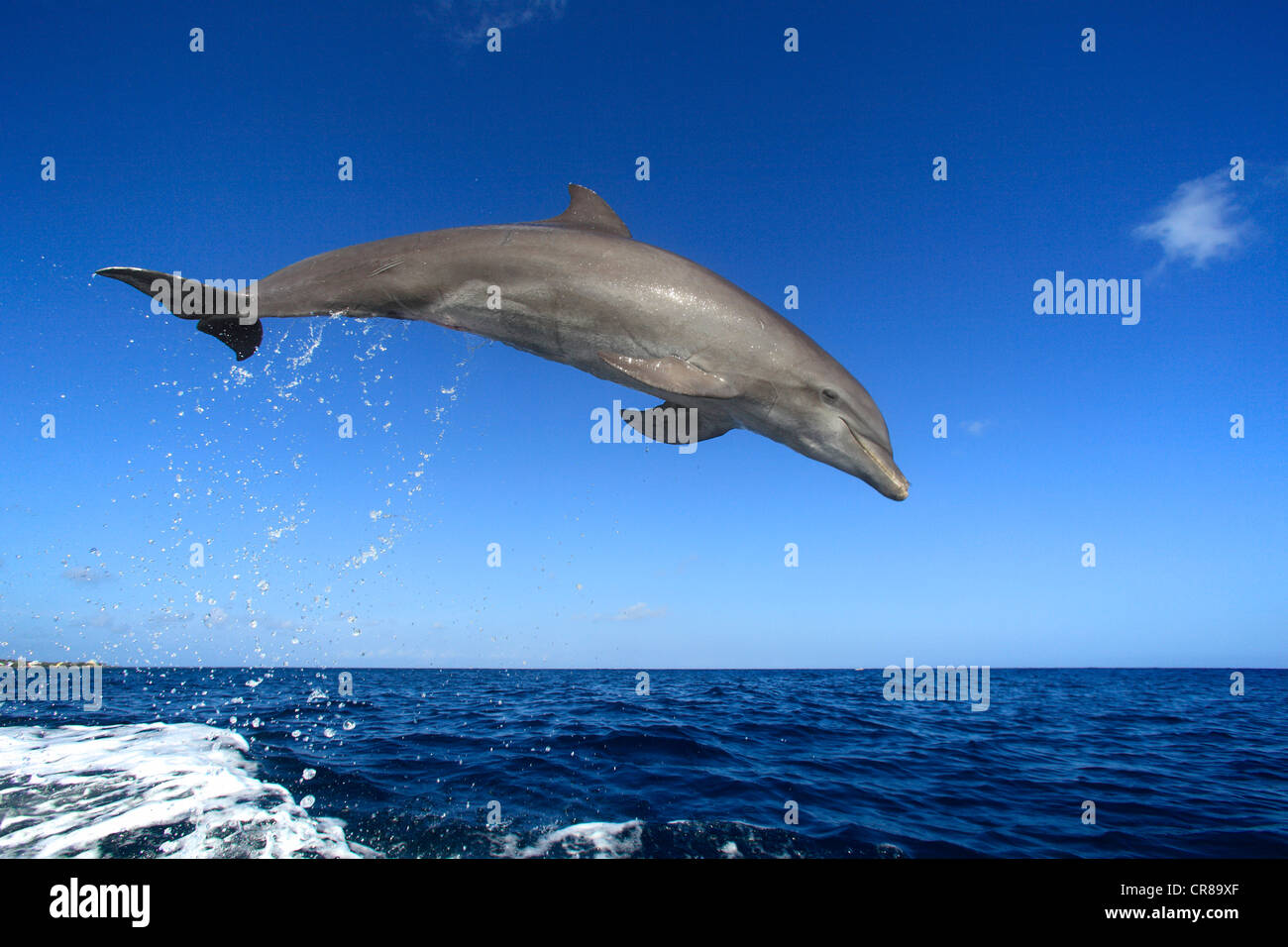 Bottlenose dolphin hi-res stock photography and images - Alamy