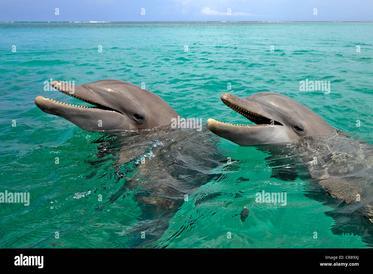 Two Bottlenose Dolphins (Tursiops truncatus), adult, swimming, Roatan ...
