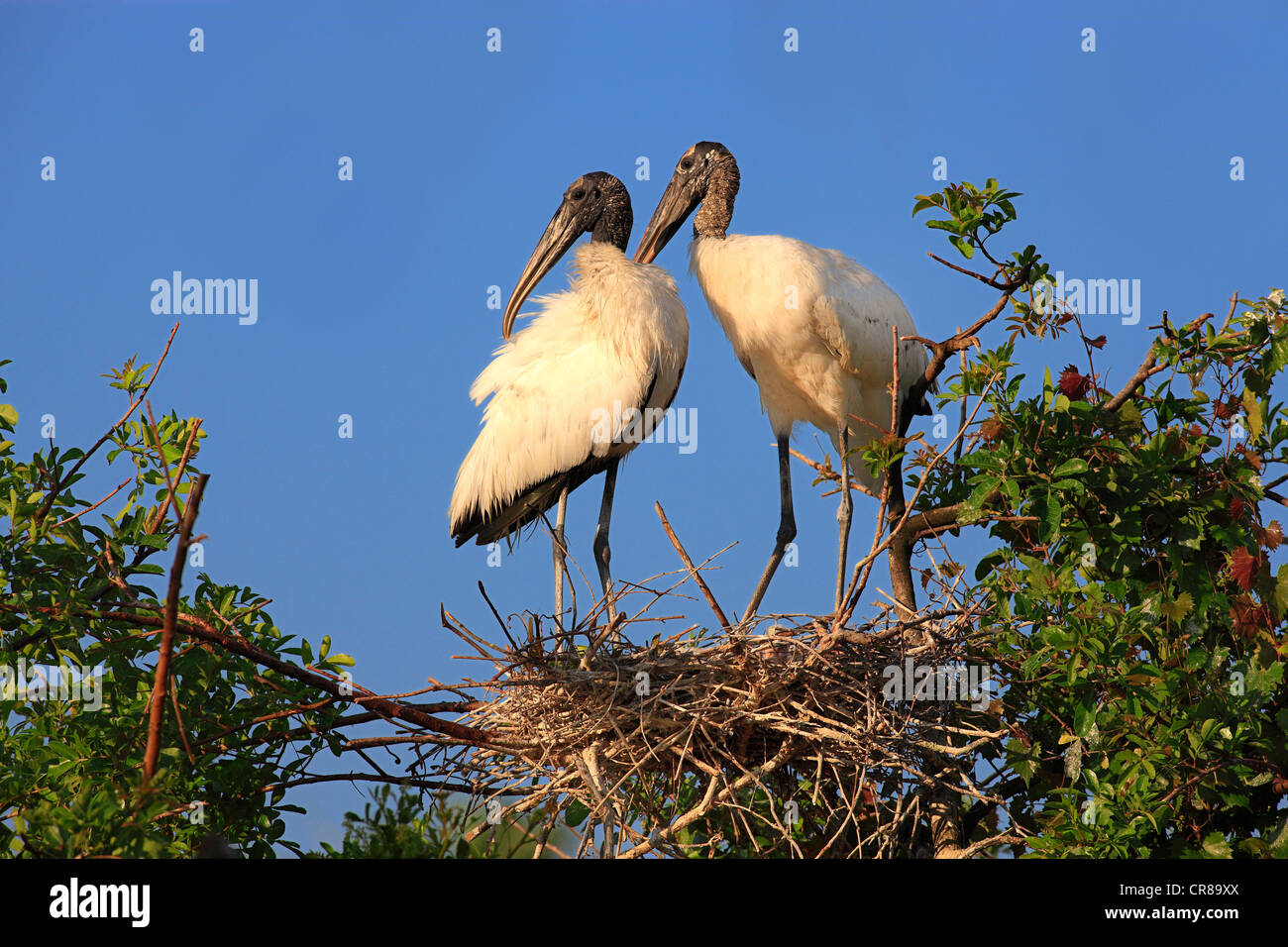 Wood Stork (Mycteria americana), adult birds in the nest, Florida, USA ...
