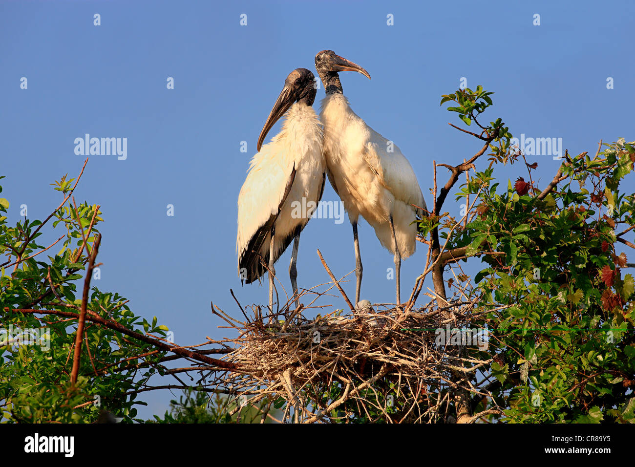 Young bird in its nest hi-res stock photography and images - Alamy
