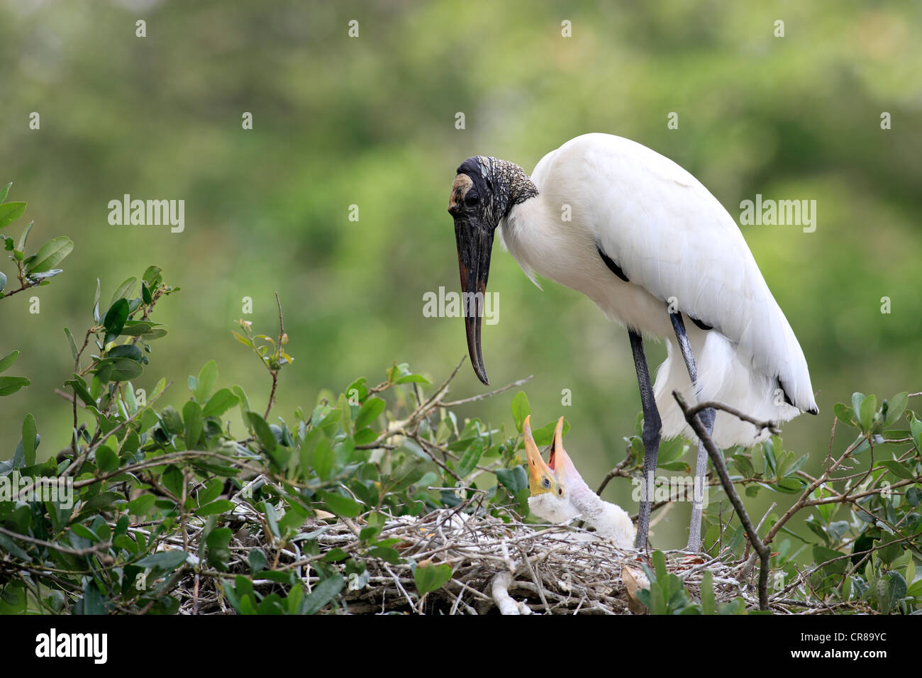 Wood Stork (Mycteria americana), chicks in the nest begging adult bird ...