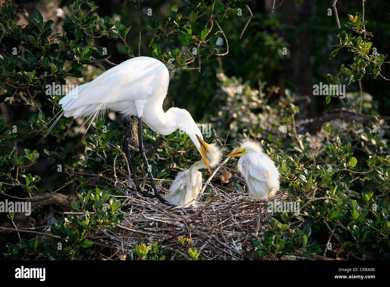 Little Egret Nest Hi res Stock Photography And Images Alamy Little Egret Nest Hi res Stock Photography And Images Alamy