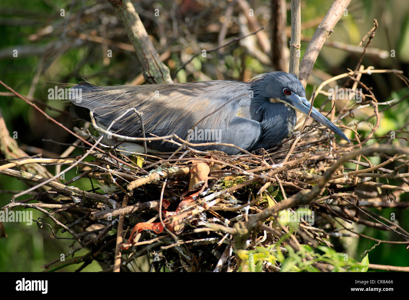 Brooding hi-res stock photography and images - Alamy