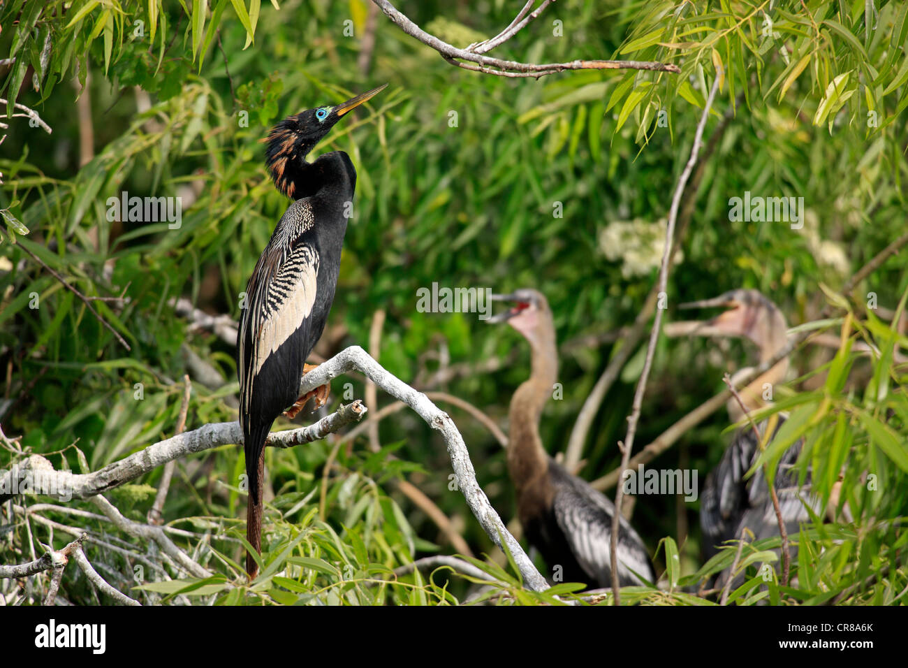 Snakebirds hi-res stock photography and images - Alamy