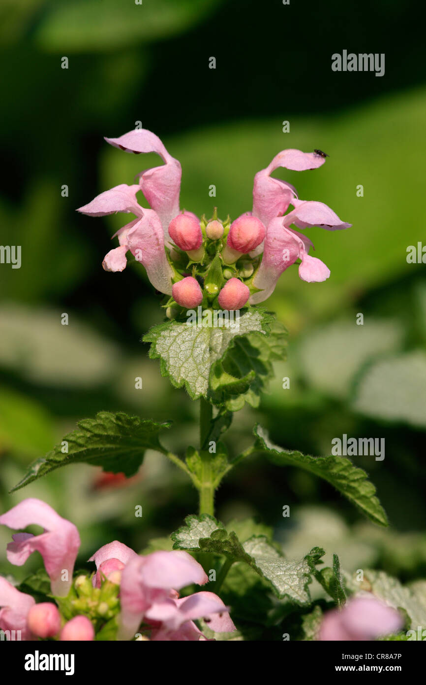 White deadnettle (Lamium album), flowering Stock Photo - Alamy