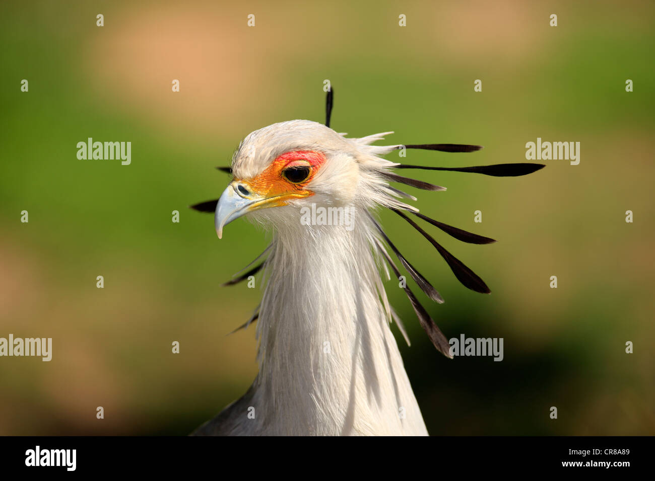 Secretarybird or Secretary Bird (Sagittarius serpentarius), adult ...