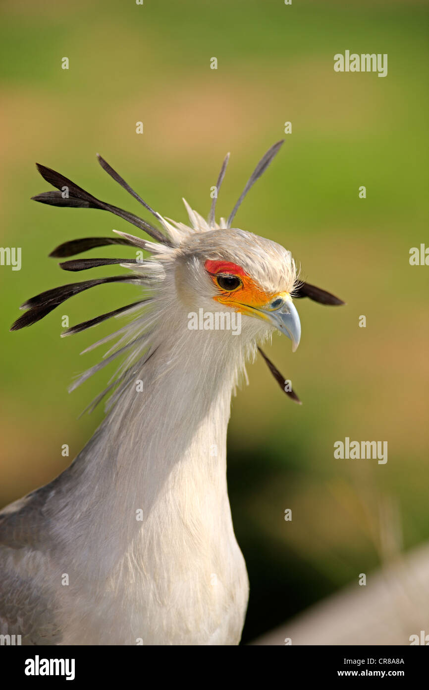 Secretarybird or Secretary Bird (Sagittarius serpentarius), adult ...