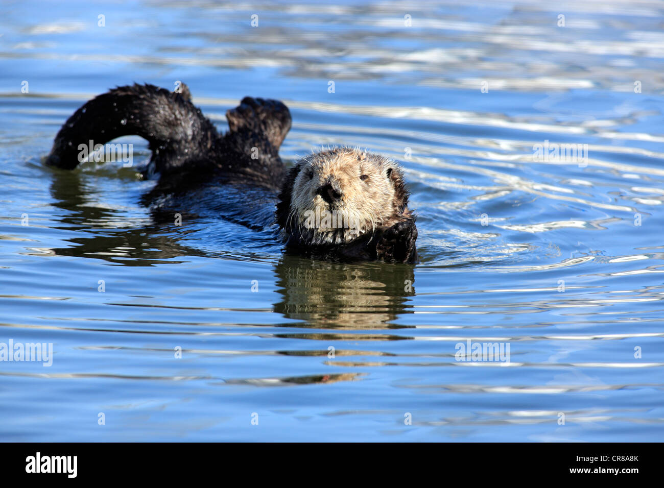 Female sea otters hi-res stock photography and images - Alamy