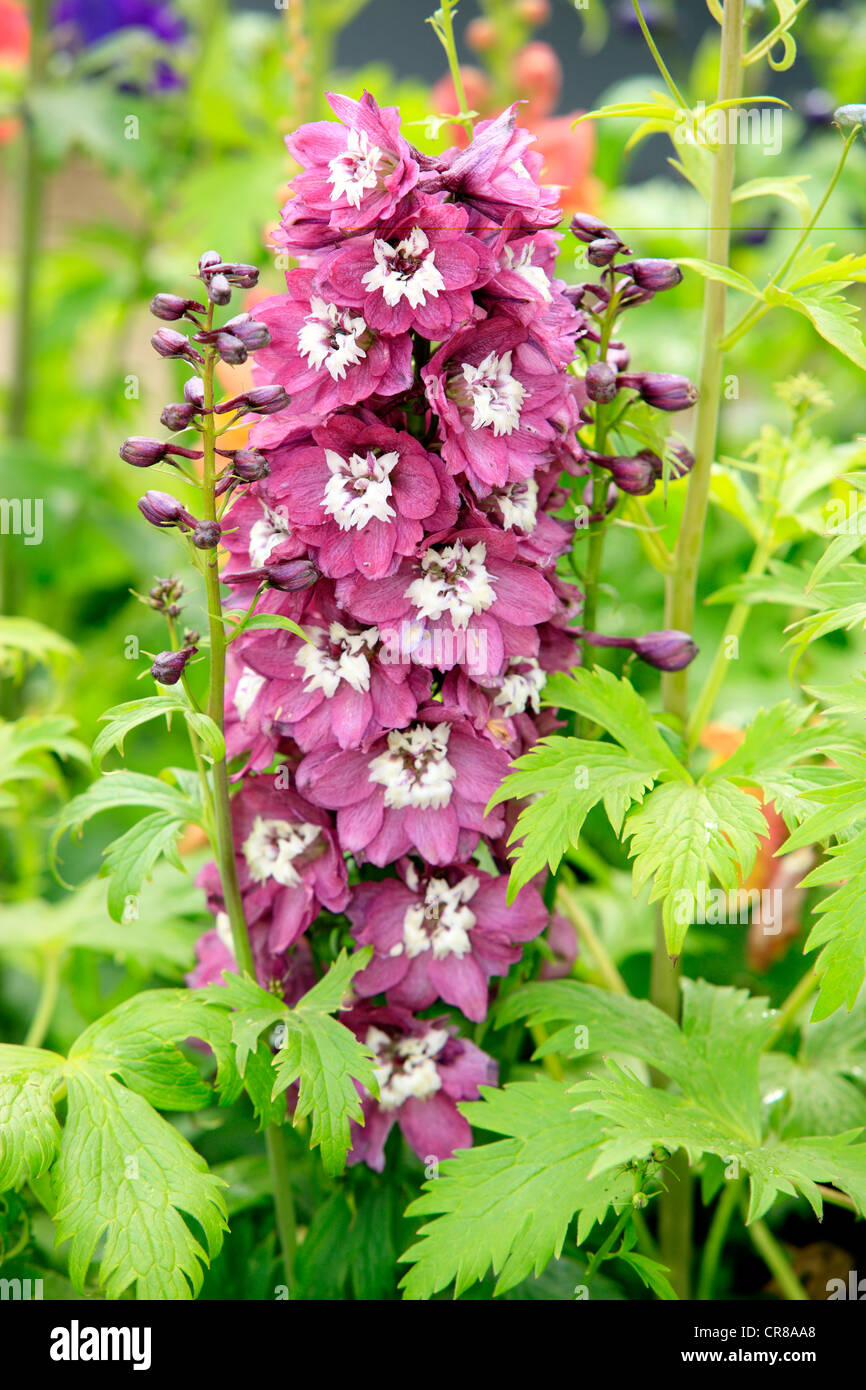 Larkspur (Delphinium), flowering, California, USA Stock Photo - Alamy