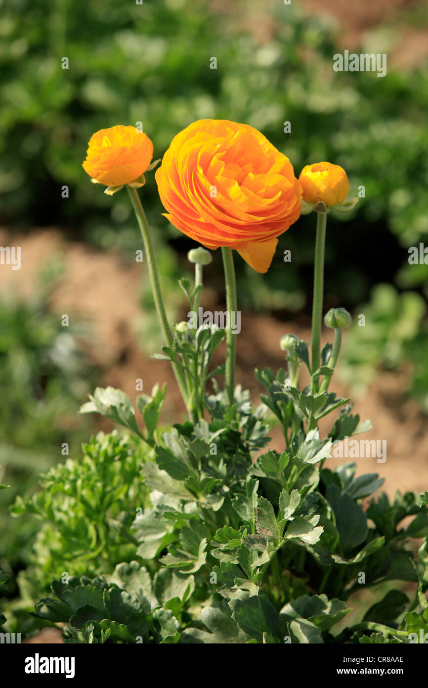 Persian Buttercup (Ranunculus asiaticus), flowering, Carlsbad ...