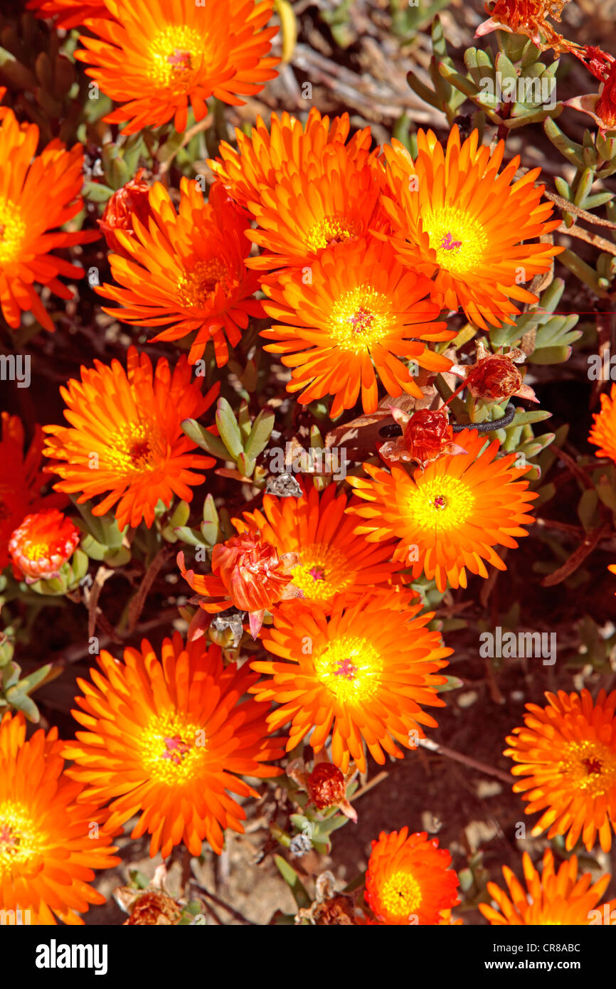 Miniature Desert Rose (Trichodiadema densum), California, USA Stock ...
