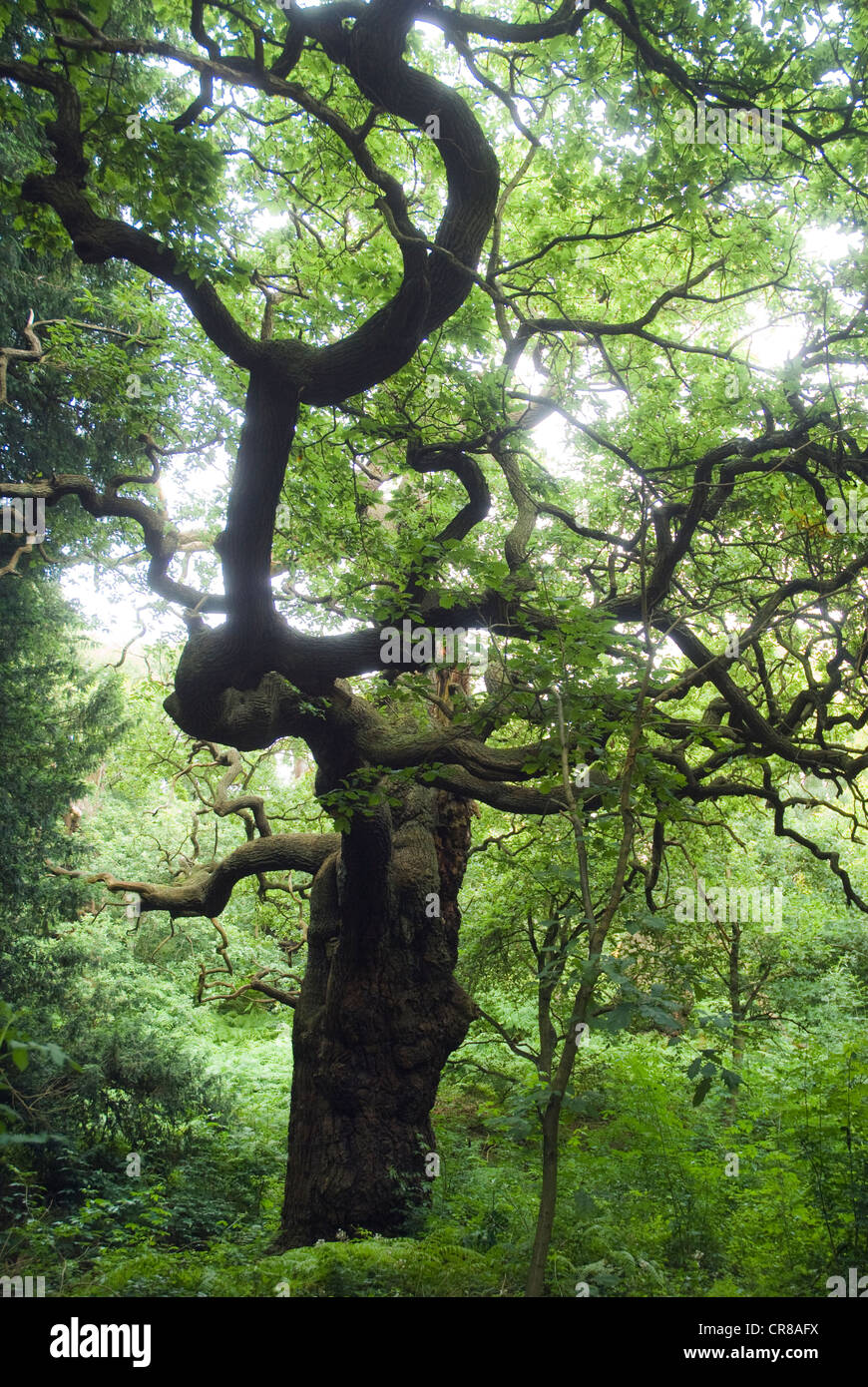 United Kingdom, East Midlands, Nottinghamshire, the older oak tree of ...