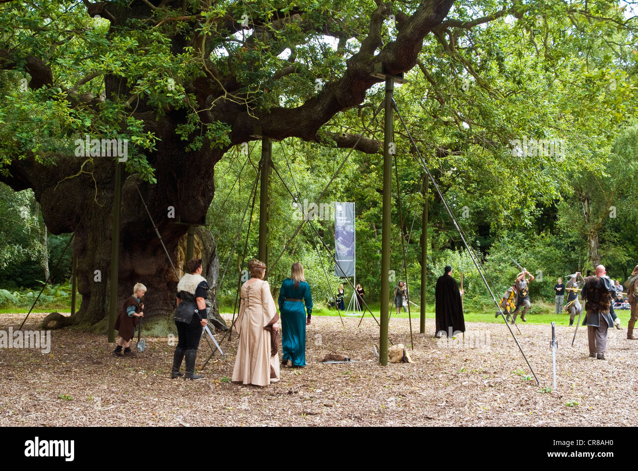 United Kingdom, East Midlands, Nottinghamshire, the older oak tree of ...
