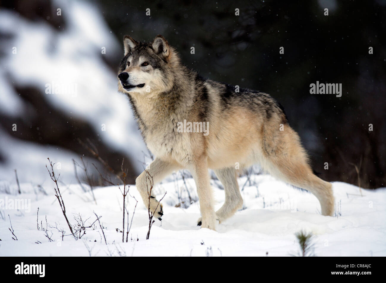 Winter montana hi-res stock photography and images - Alamy