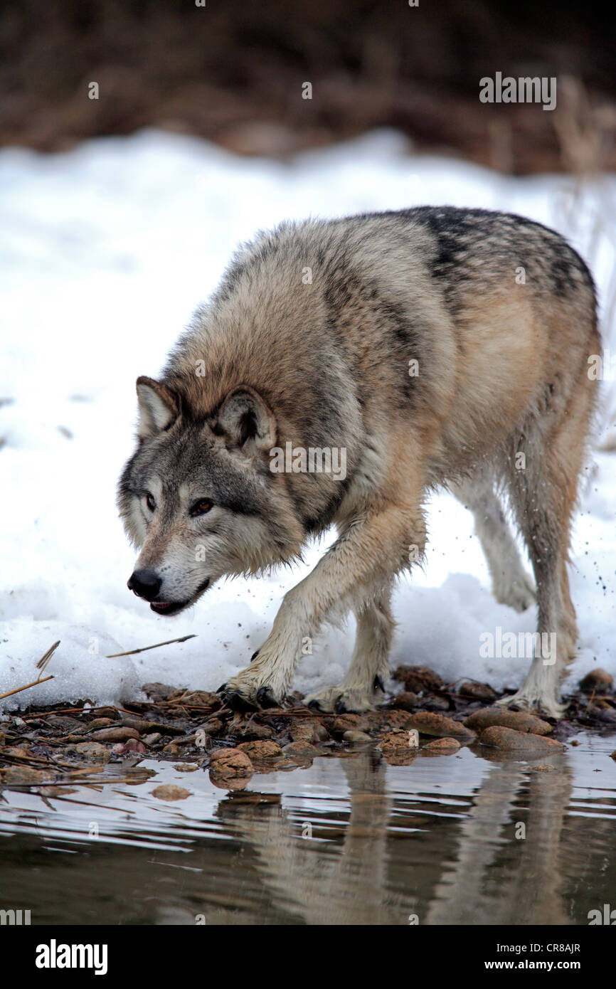 Water wolf hi-res stock photography and images - Alamy
