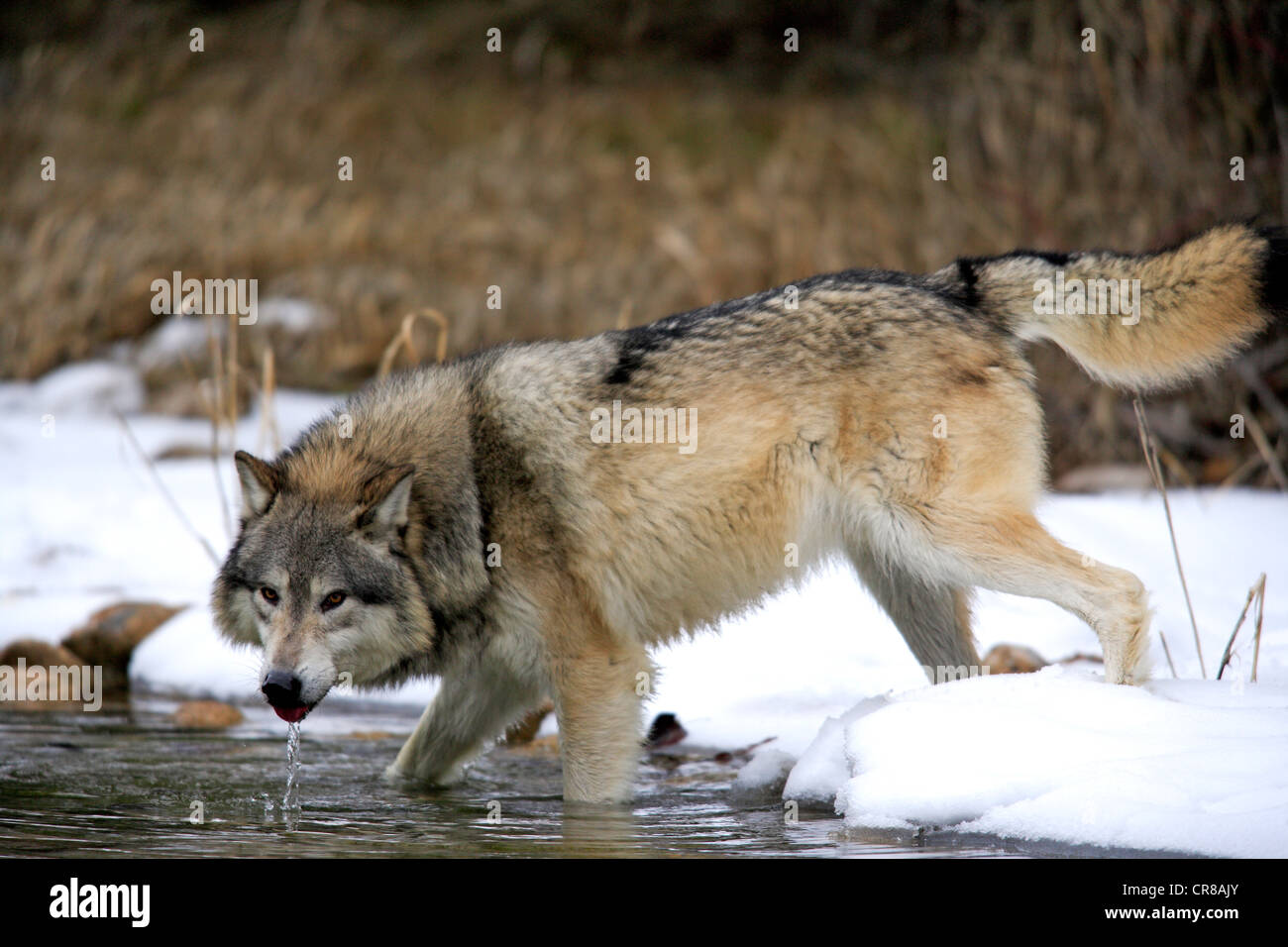 Water wolf hi-res stock photography and images - Alamy